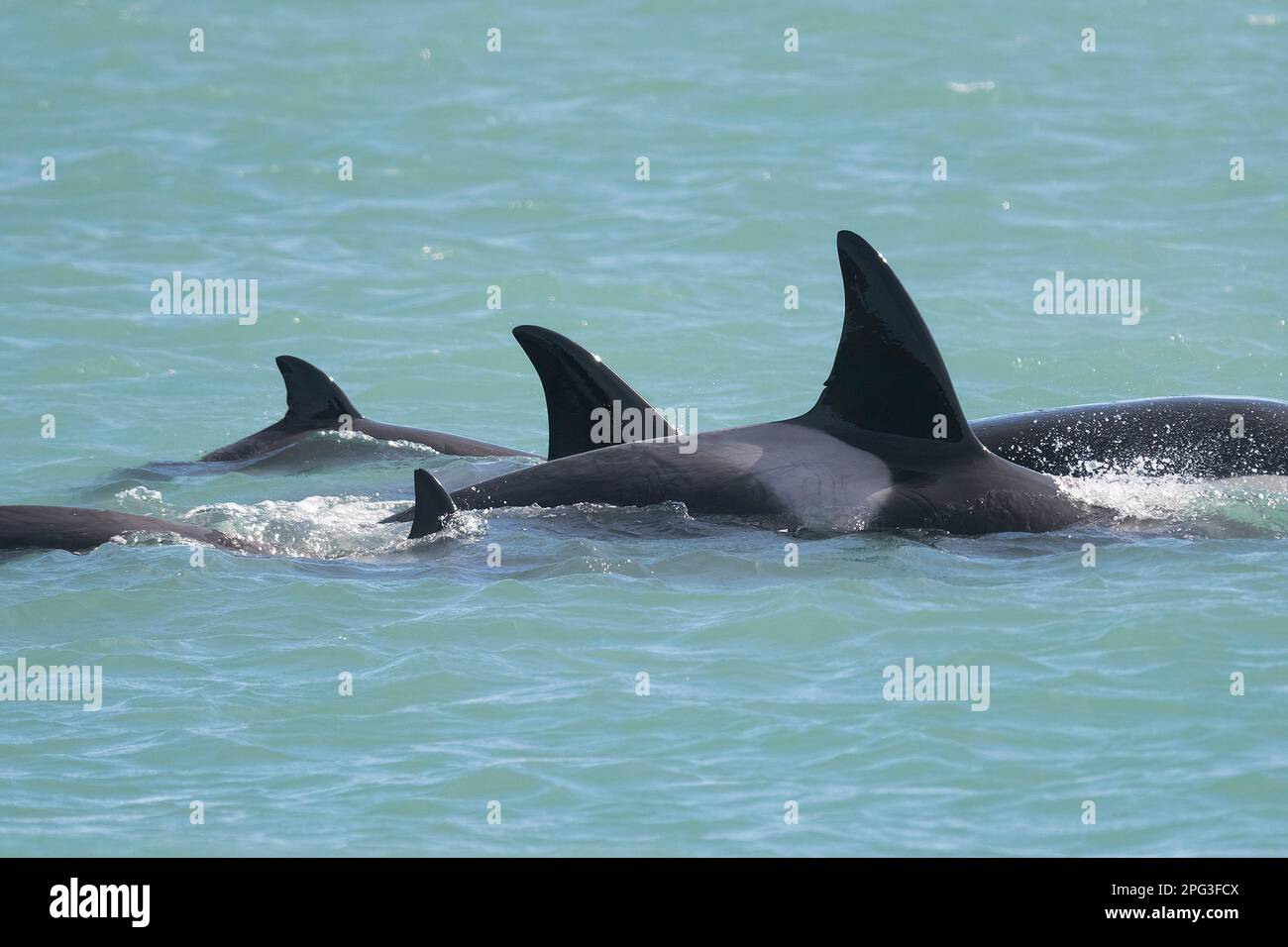 Killer whales hunting sea lions, Peninsula Valdes, Patagonia, Argentina ...