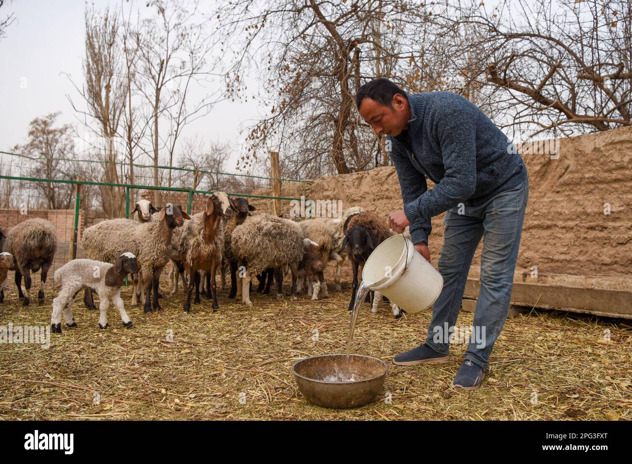 (230320) -- URUMQI, March 20, 2023 (Xinhua) -- A farmer pours water ...