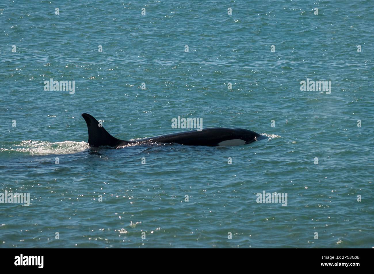 Killer whales hunting sea lions, Peninsula Valdes, Patagonia, Argentina ...