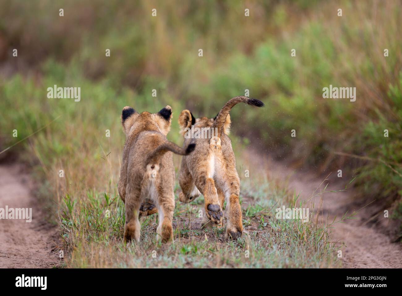 Funny picture of two lion cubs running away with their tails up and ...