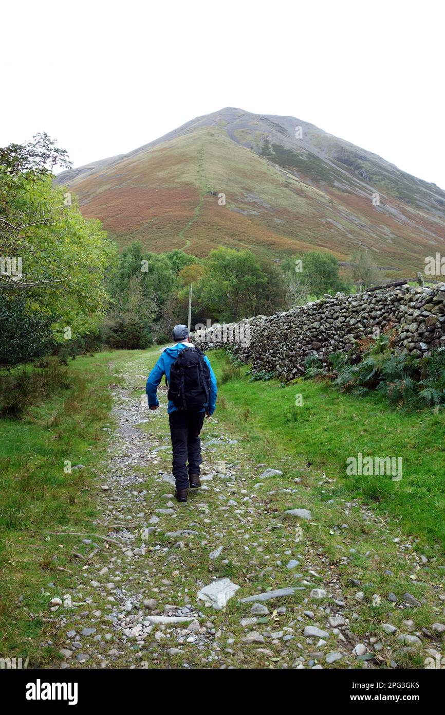 Man (Hiker) Walking on Track by Stone Wall & Trees to the Wainwright ...