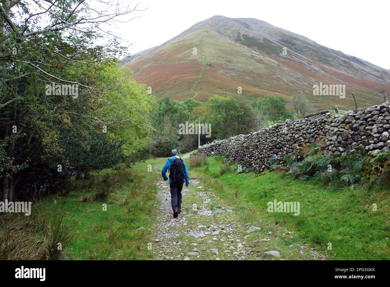 Man (Hiker) Walking on Track by Stone Wall & Trees to the Wainwright ...