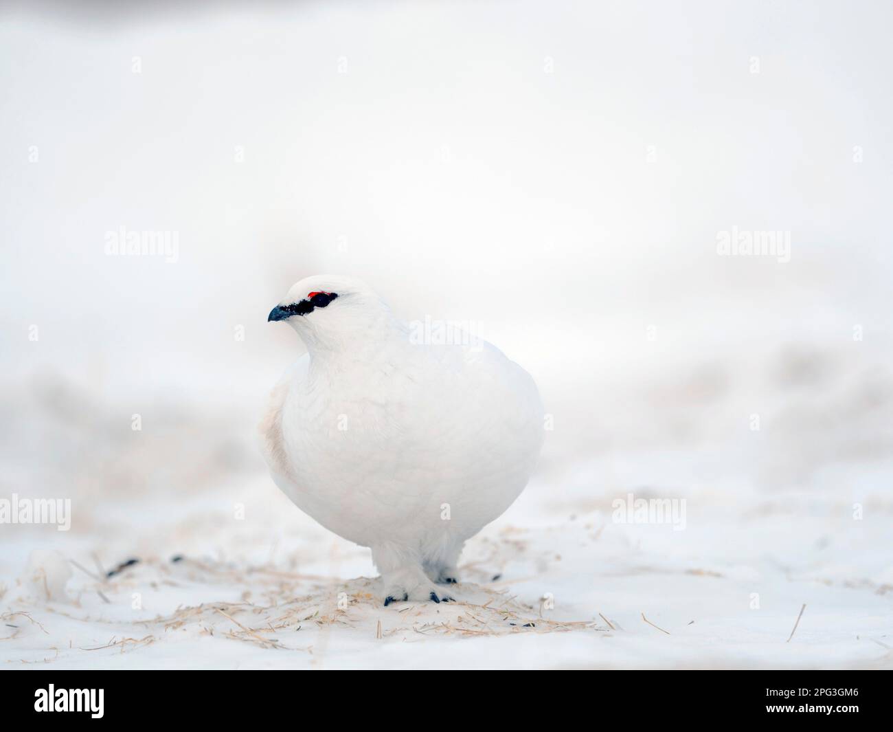 Rock Ptarmigan, male, endemic subspecies Svalbard Rock Ptarmigan ...