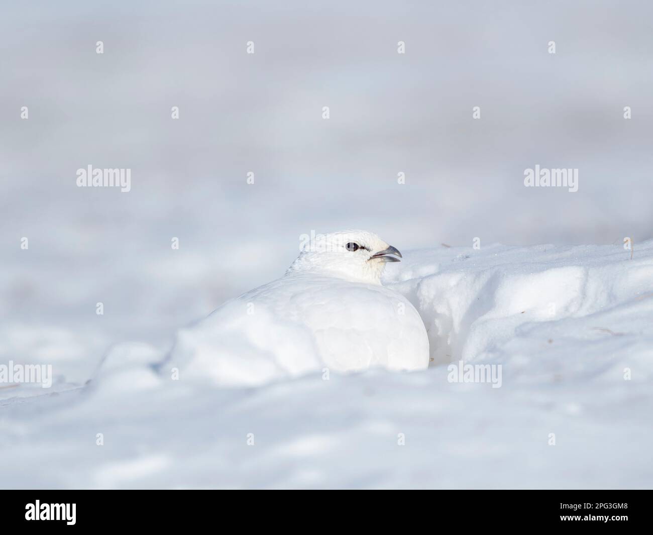 Rock Ptarmigan, endemic subspecies Svalbard Rock Ptarmigan (Lagopus ...