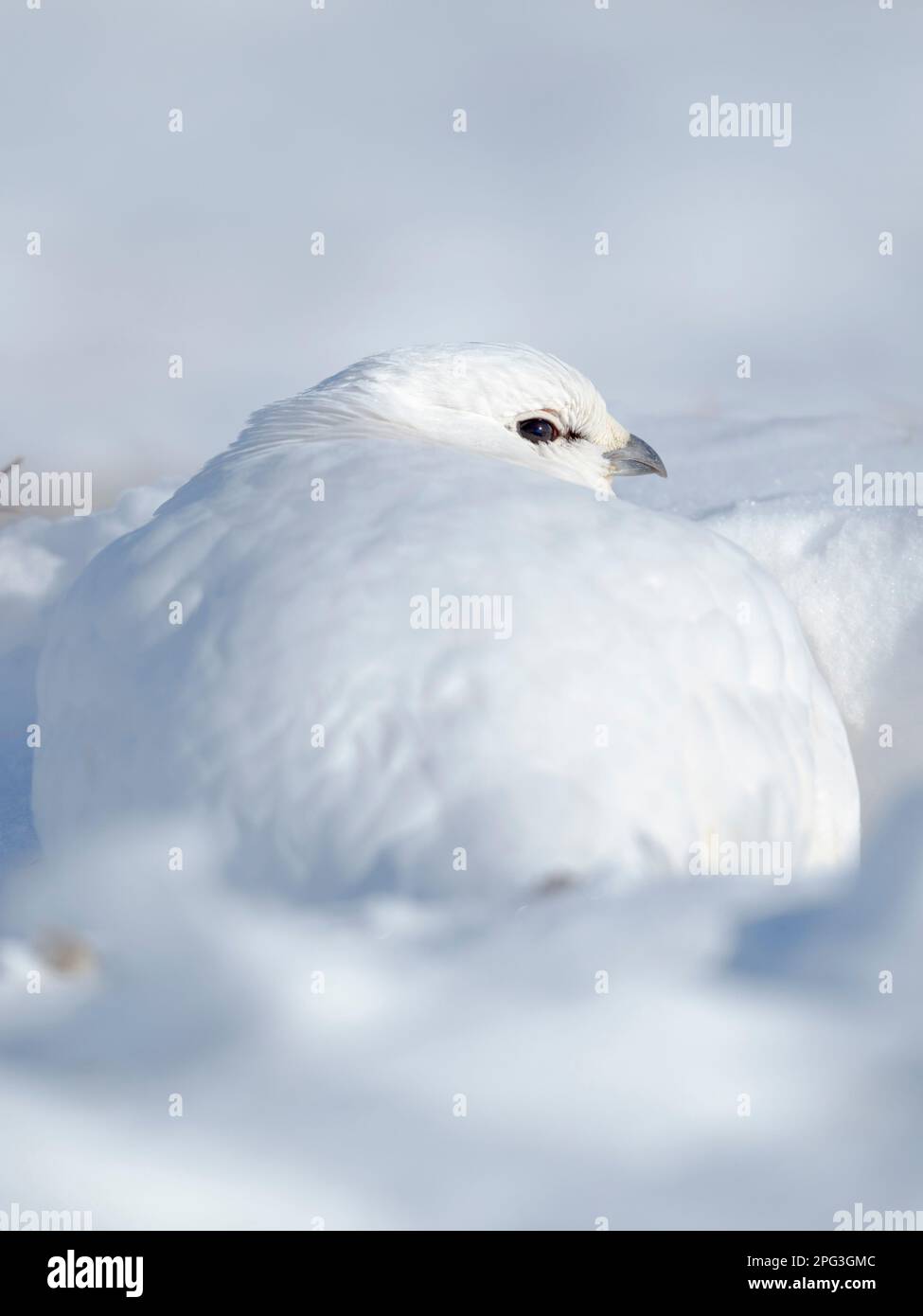Rock Ptarmigan, endemic subspecies Svalbard Rock Ptarmigan (Lagopus ...