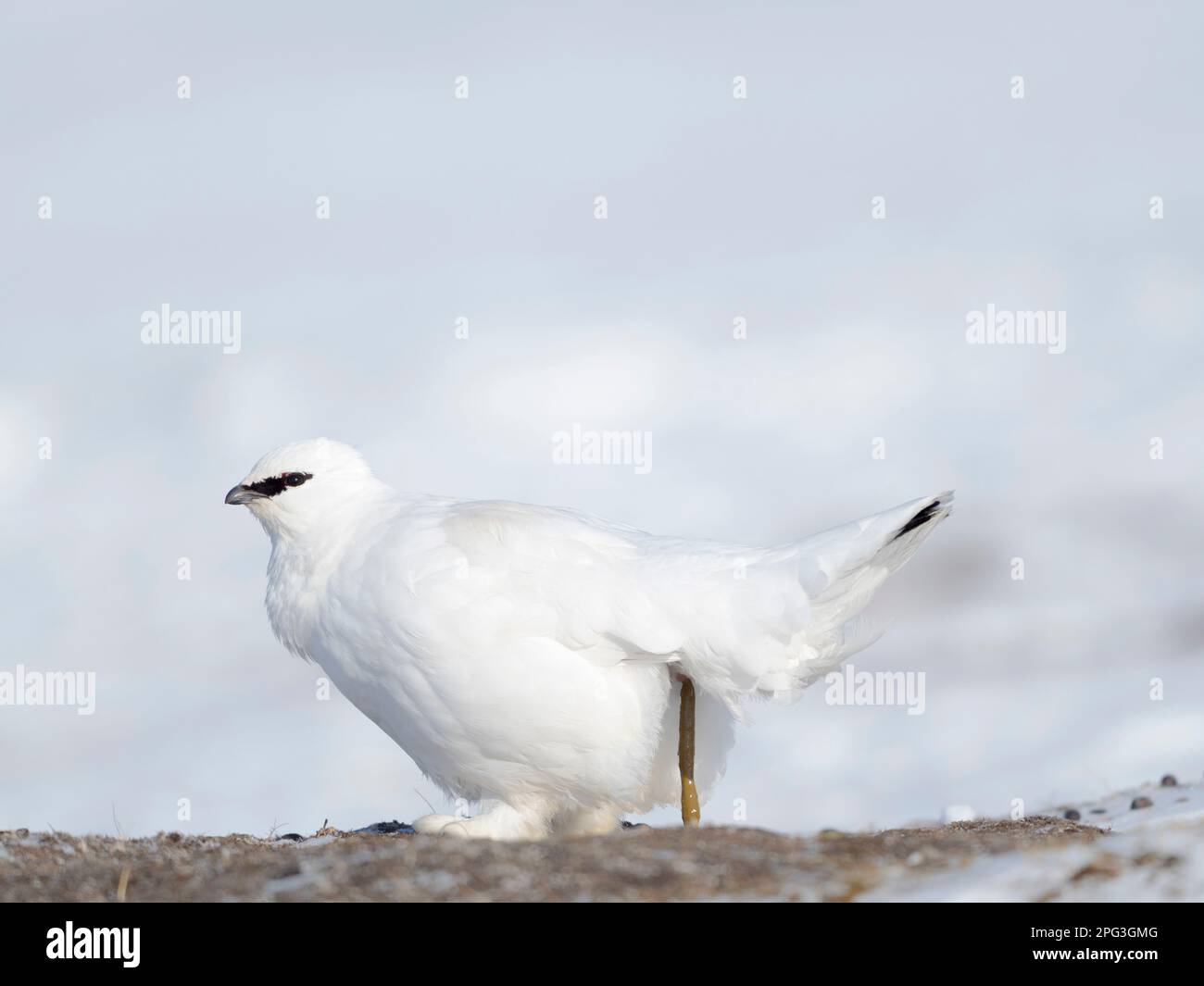 Rock Ptarmigan, endemic subspecies Svalbard Rock Ptarmigan (Lagopus ...
