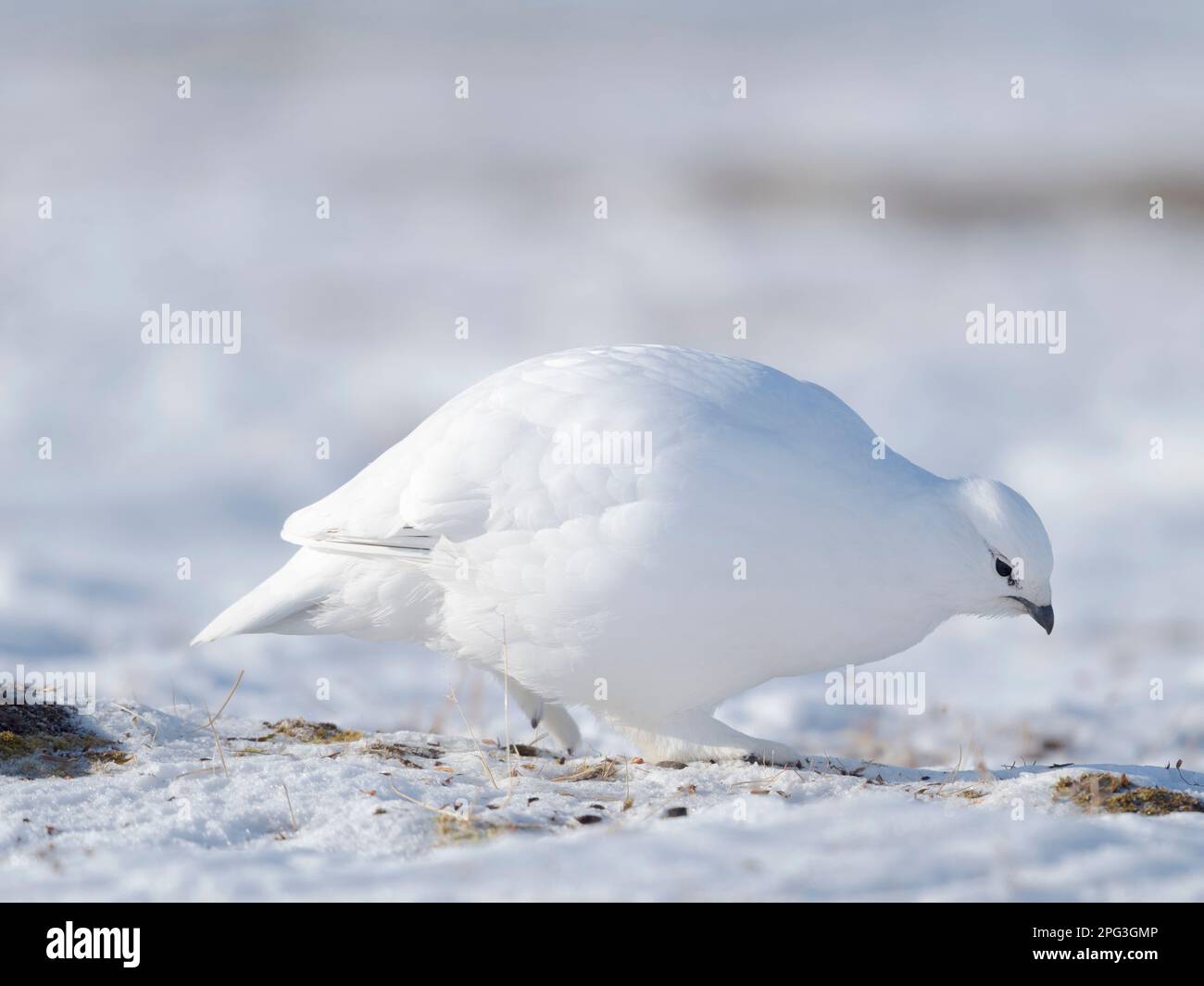 Rock Ptarmigan, endemic subspecies Svalbard Rock Ptarmigan (Lagopus ...