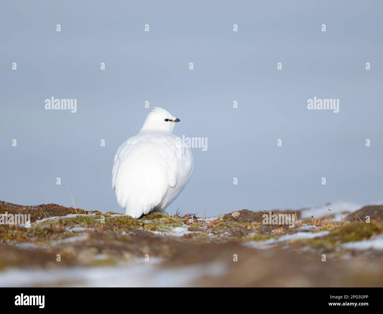 Rock Ptarmigan, endemic subspecies Svalbard Rock Ptarmigan (Lagopus ...