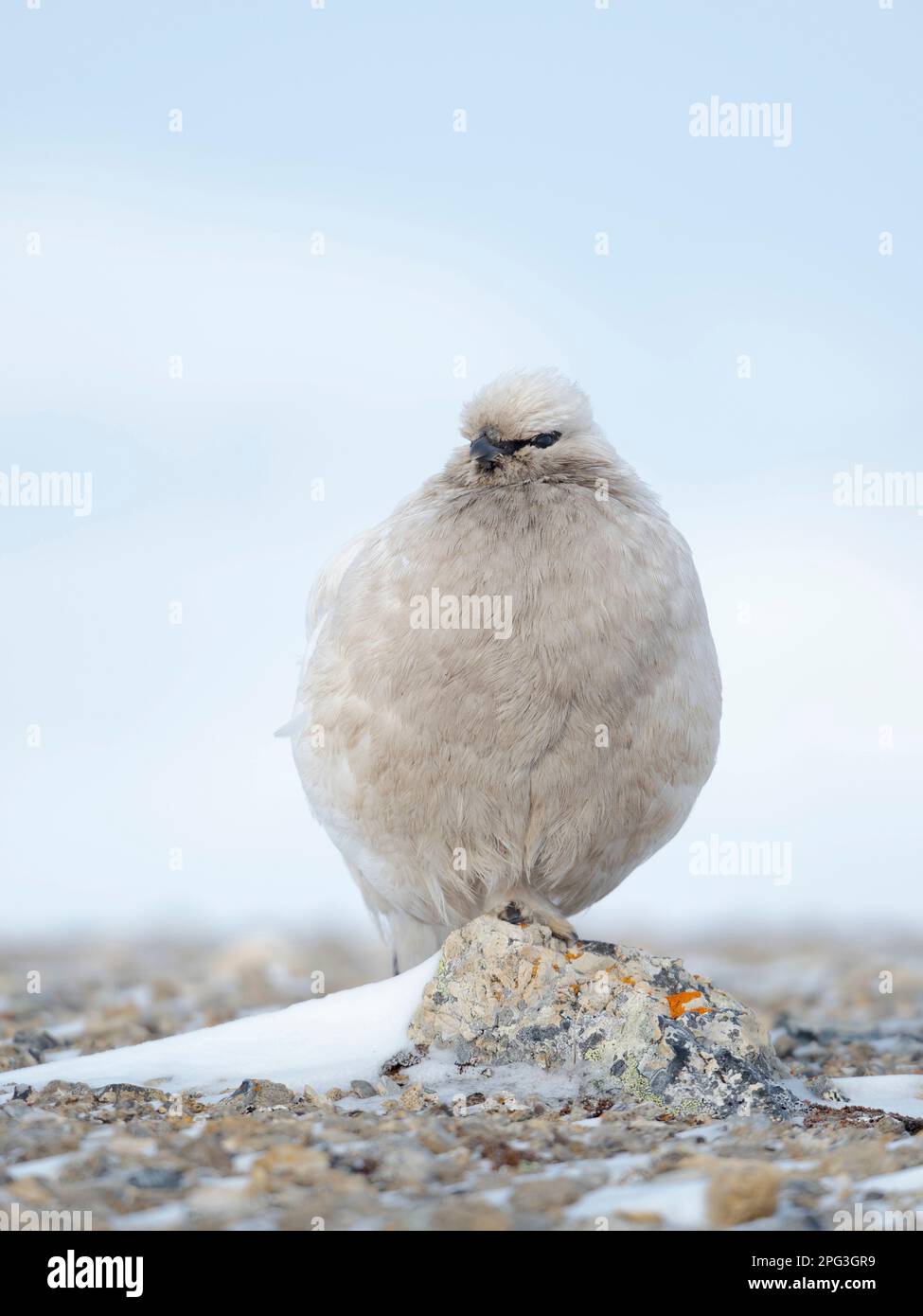Start of moult from winter to summer plumage. Rock Ptarmigan, endemic ...