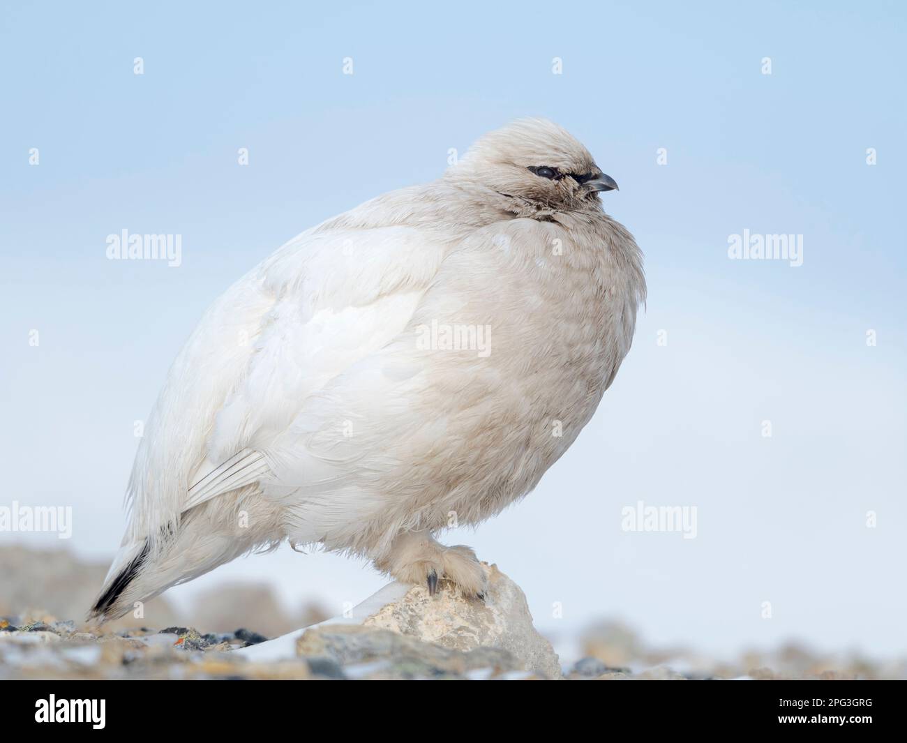 Start of moult from winter to summer plumage. Rock Ptarmigan, endemic ...