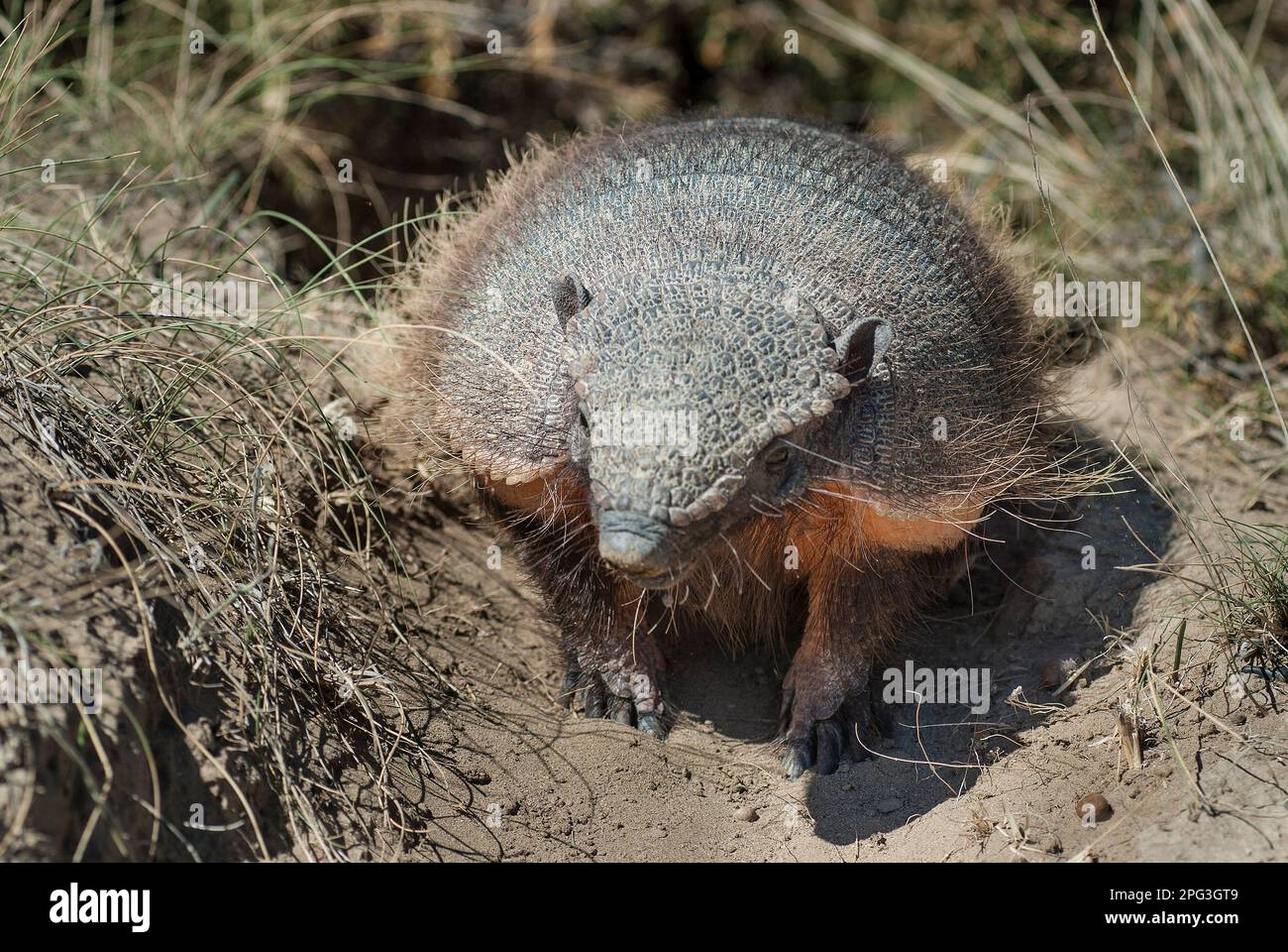 Armadillo in desert environment, Patagonia, Argentina Stock Photo - Alamy