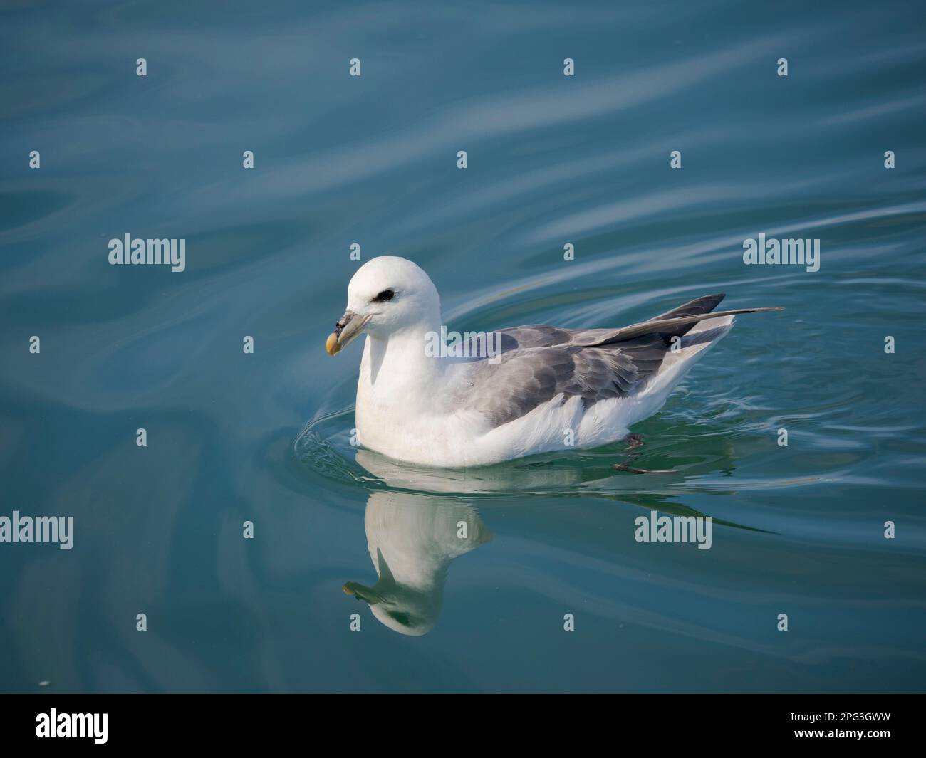 Buffin bay hi-res stock photography and images - Alamy