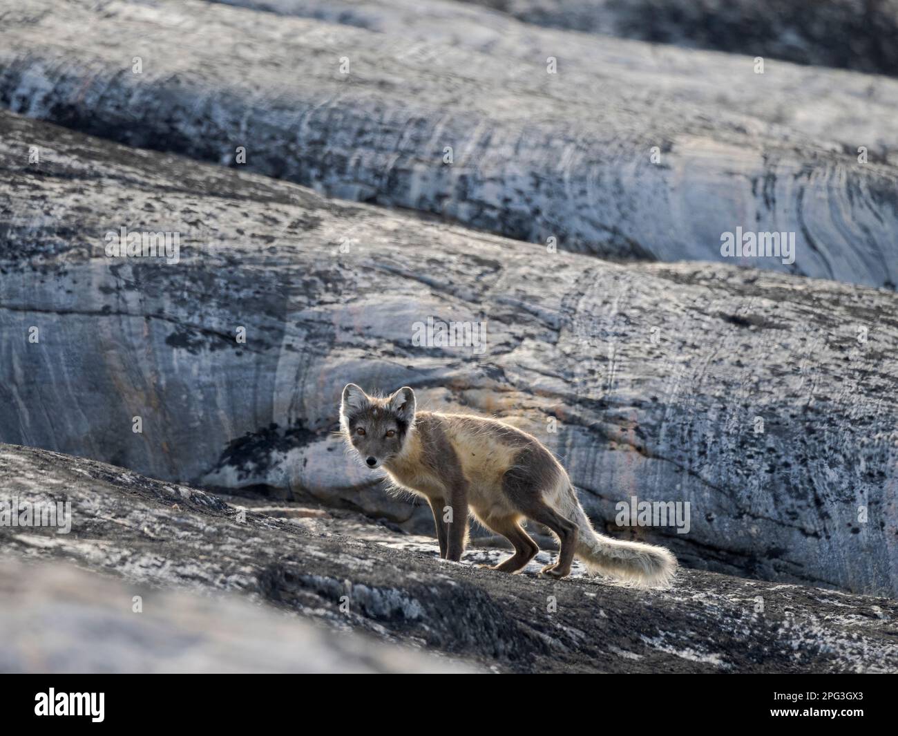 Arctic Fox (Vulpes lagopus), during summer at the coastline of the ...