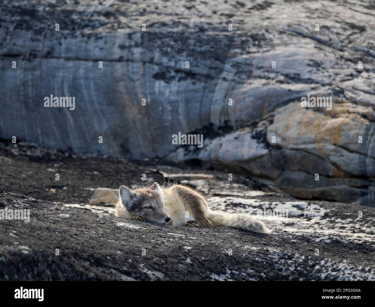 Arctic Fox (Vulpes lagopus), during summer at the coastline of the ...