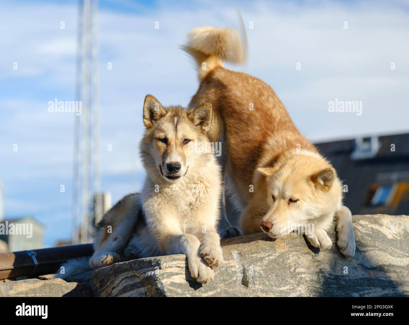Sled dog in the small town Uummannaq in the north of west greenland ...