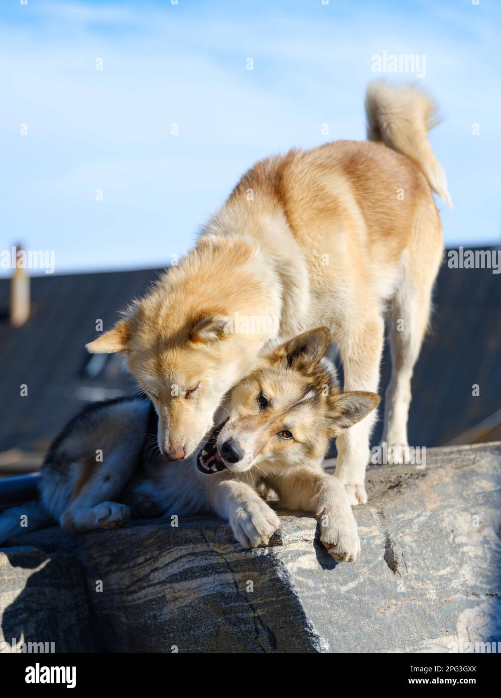Sled dog in the small town Uummannaq in the north of west greenland ...