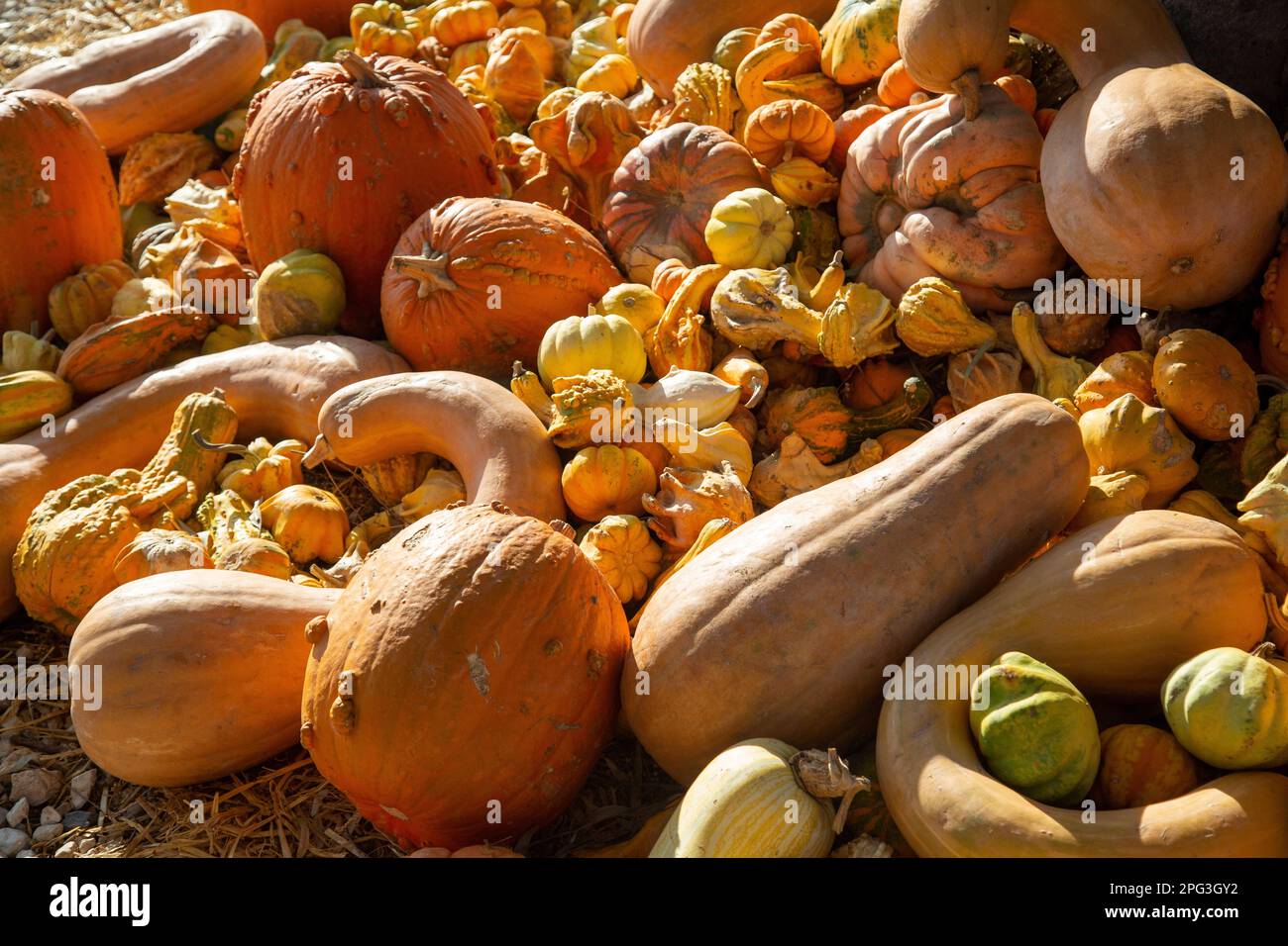 Variety of different pumpkins of various shapes and sizes Stock Photo ...