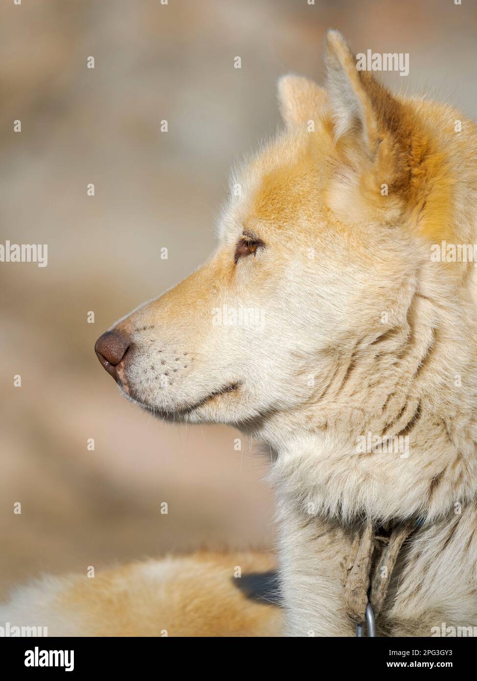 Sled dog in the small town Uummannaq in the north of west greenland ...