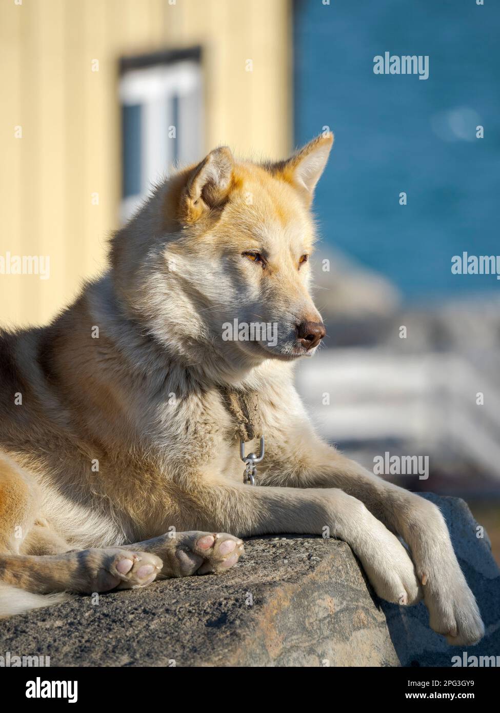 Sled dog in the small town Uummannaq in the north of west greenland ...