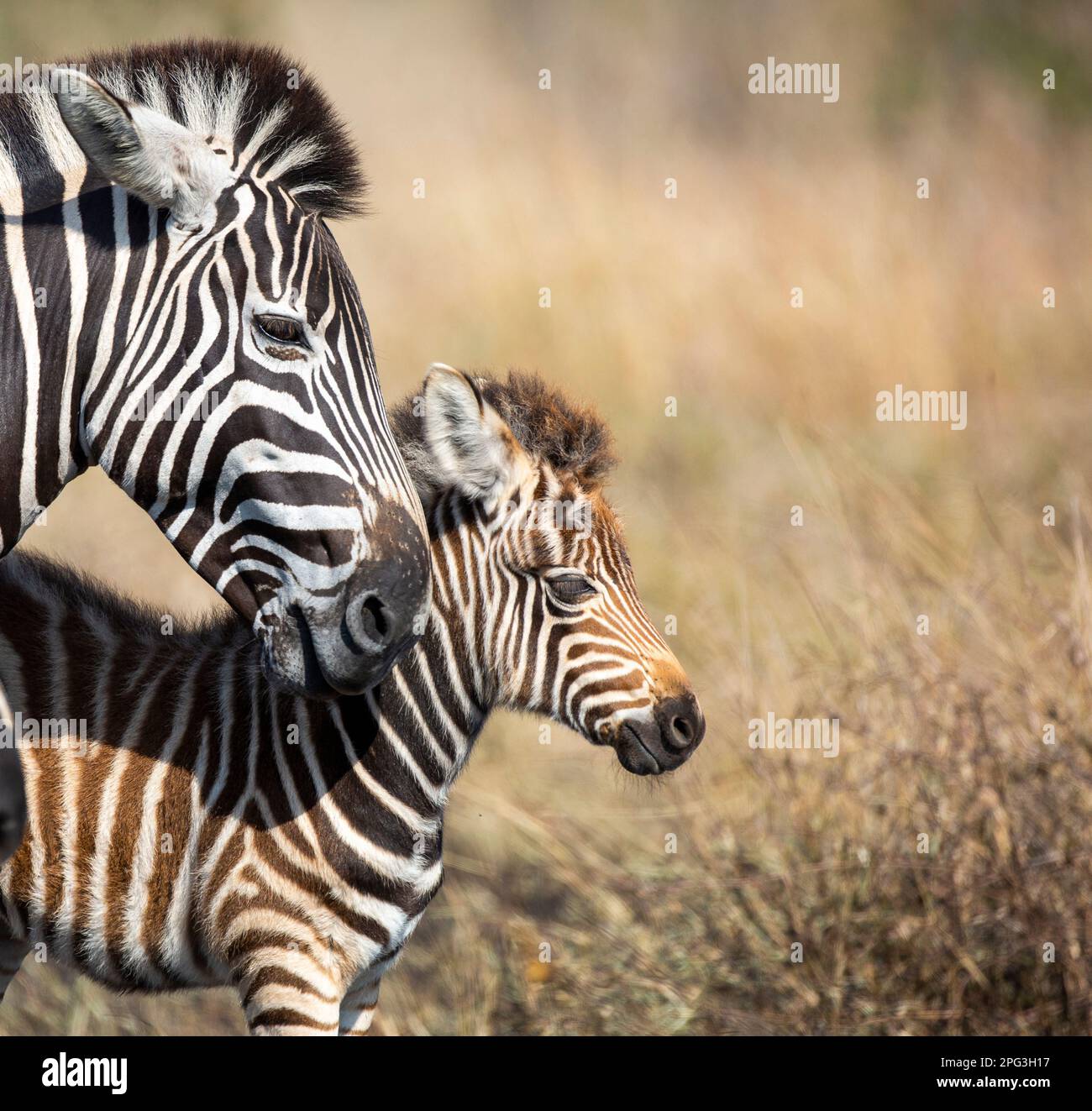 Two animals cute zebra hi-res stock photography and images - Alamy