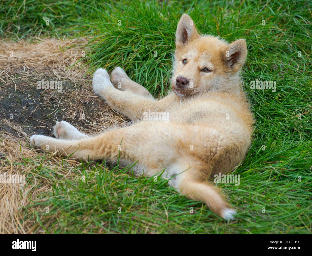 Cute Wolf Dog Puppies