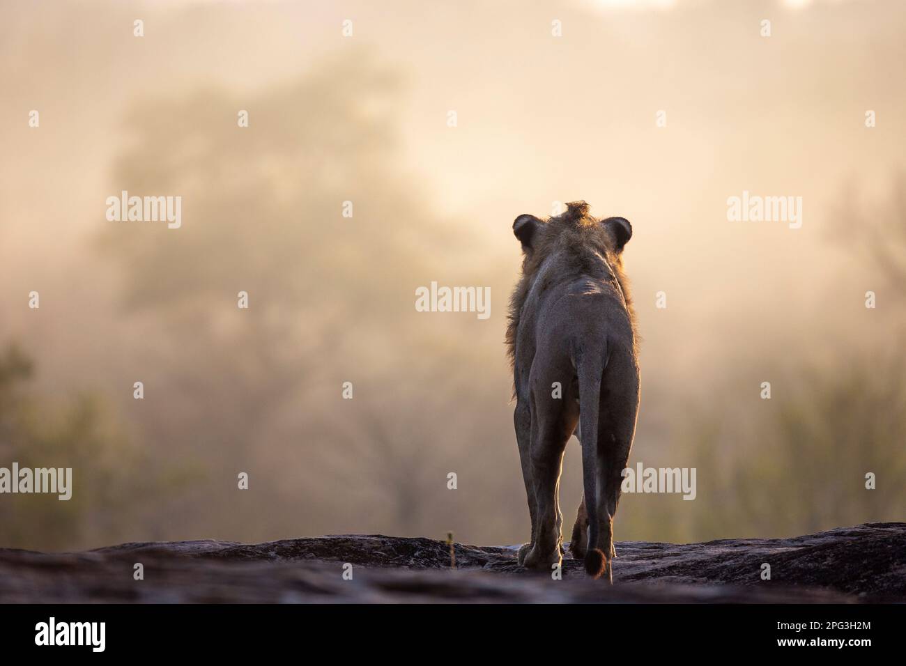 Adult male lion (Panthera leo) standing on a rock looking out into the ...