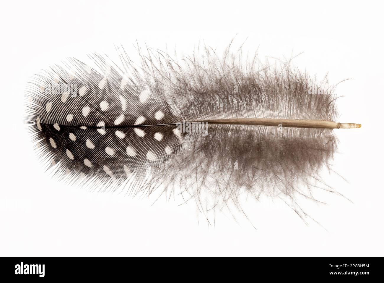 Black feather with white dots hi-res stock photography and images - Alamy