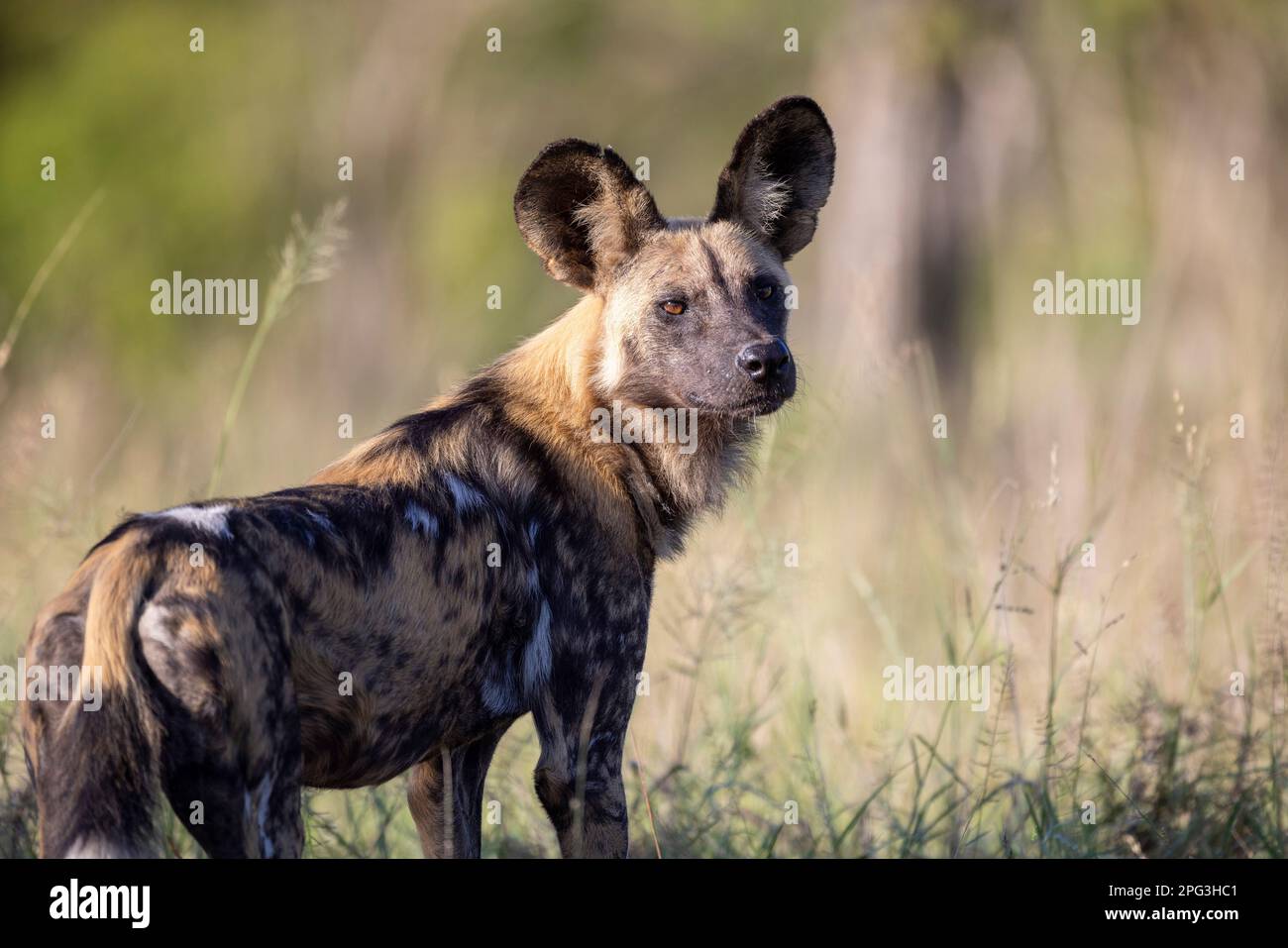 Head and shoulders portrait of an African wild dog (Lycaon pictus Stock ...
