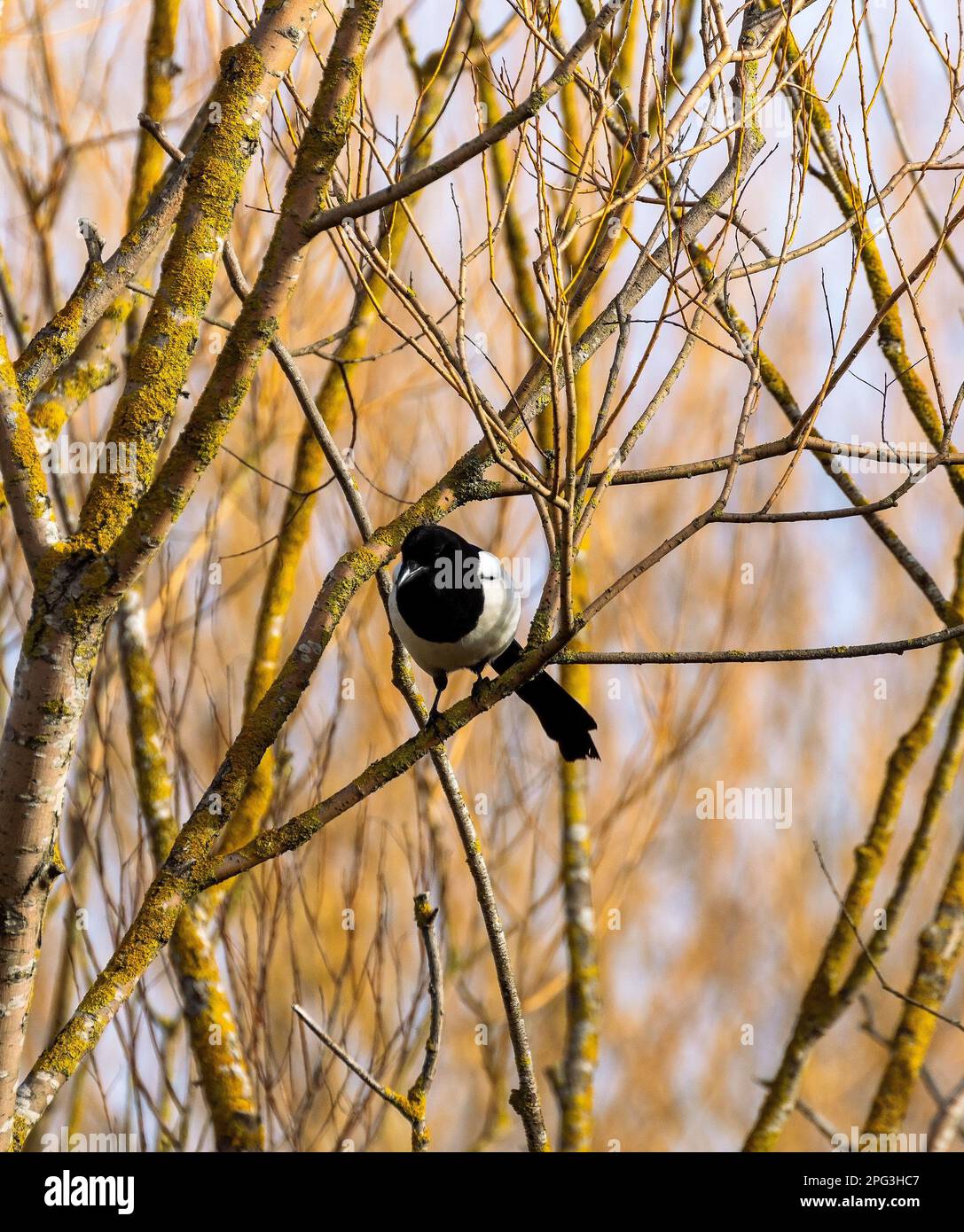Pica standing in a tree and is local wildlife in Figgate Park ...