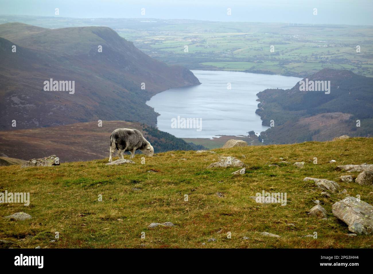 A Lone (Herdy) Herdwick Sheep (Ewe) Eating Grass high above Ennerdale ...