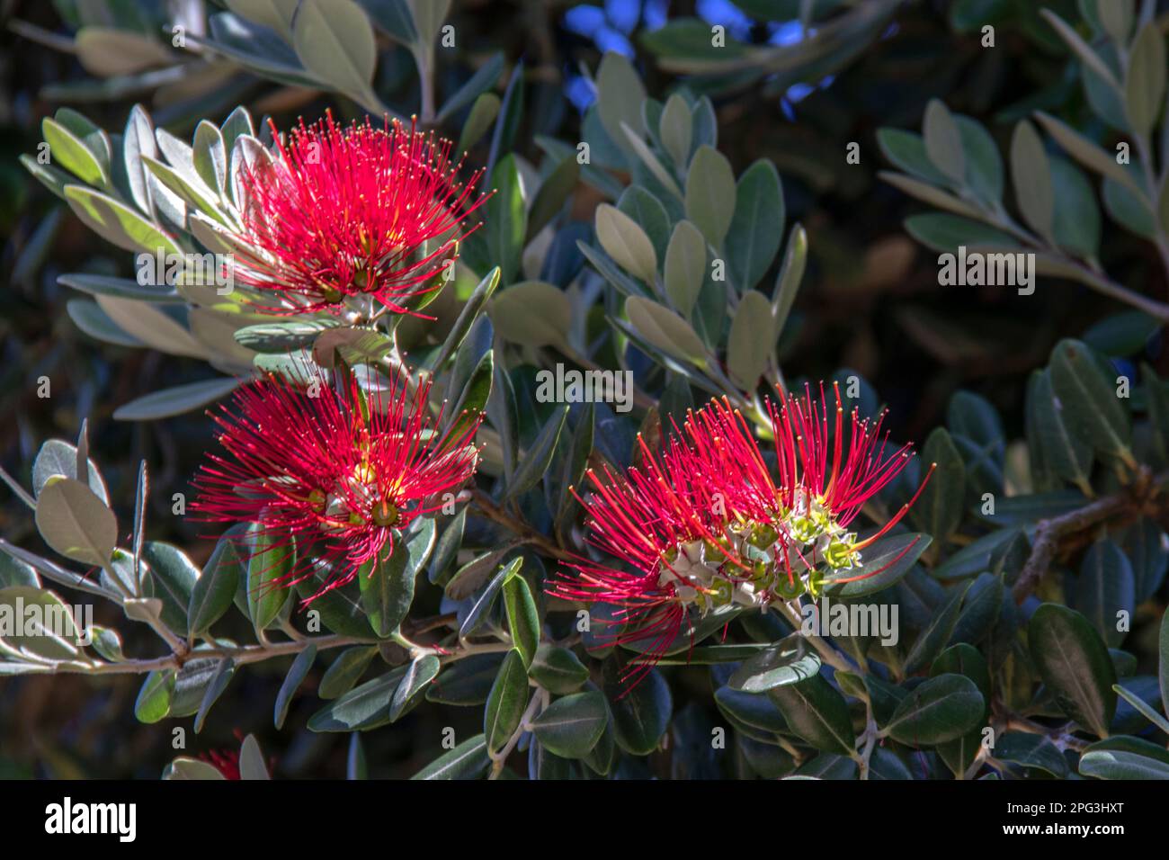 Metrosideros hi-res stock photography and images - Alamy