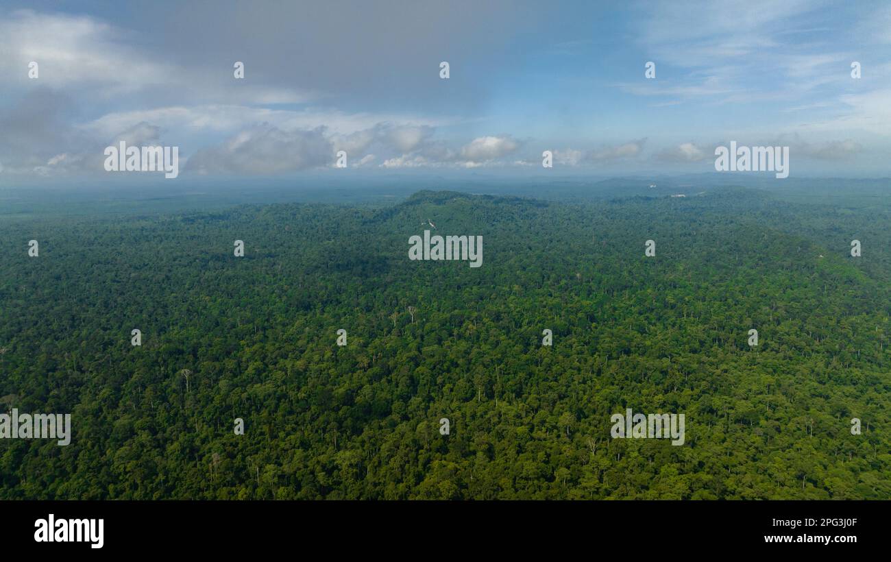 Top view of lowland tropical forest and jungle. Borneo, Malaysia Stock ...