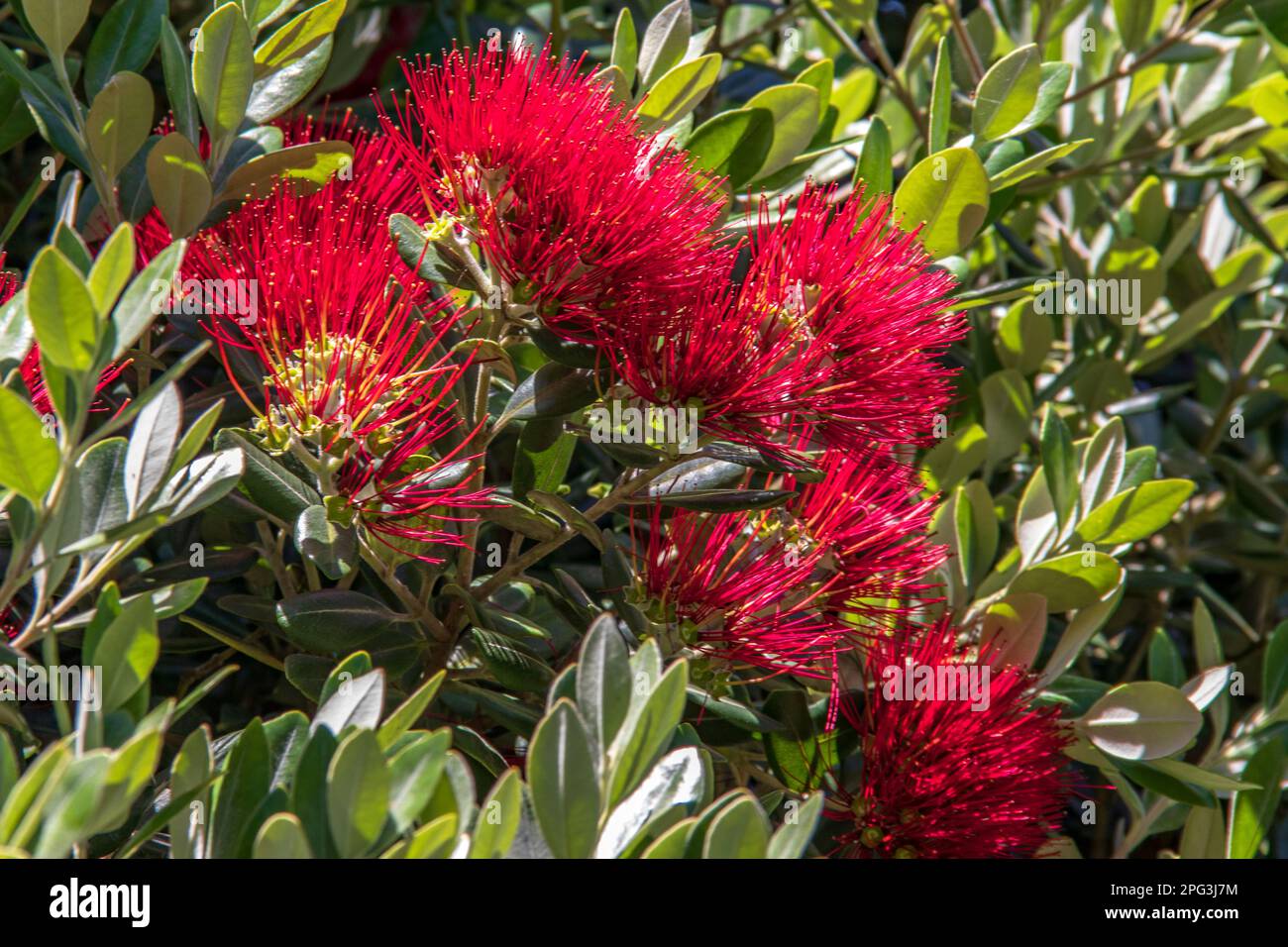 Metrosideros in flower Stock Photo - Alamy