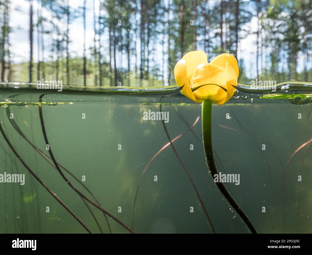 Yellow flower of water lily on water surface Stock Photo - Alamy