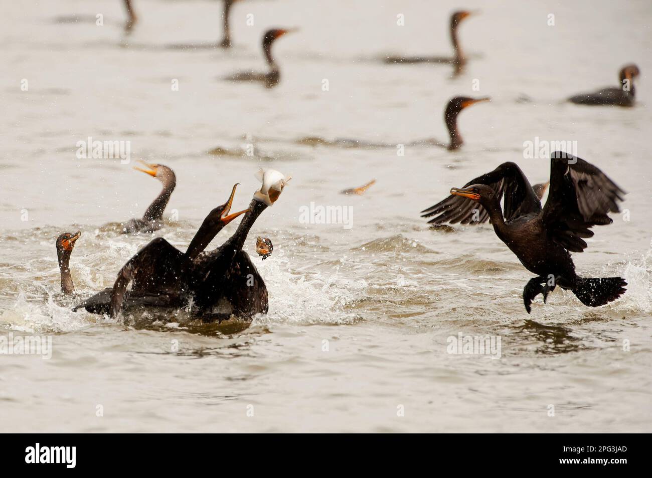 Double-crested cormorant fishing frenzy at Jamaica Bay Wildlife Refuge ...