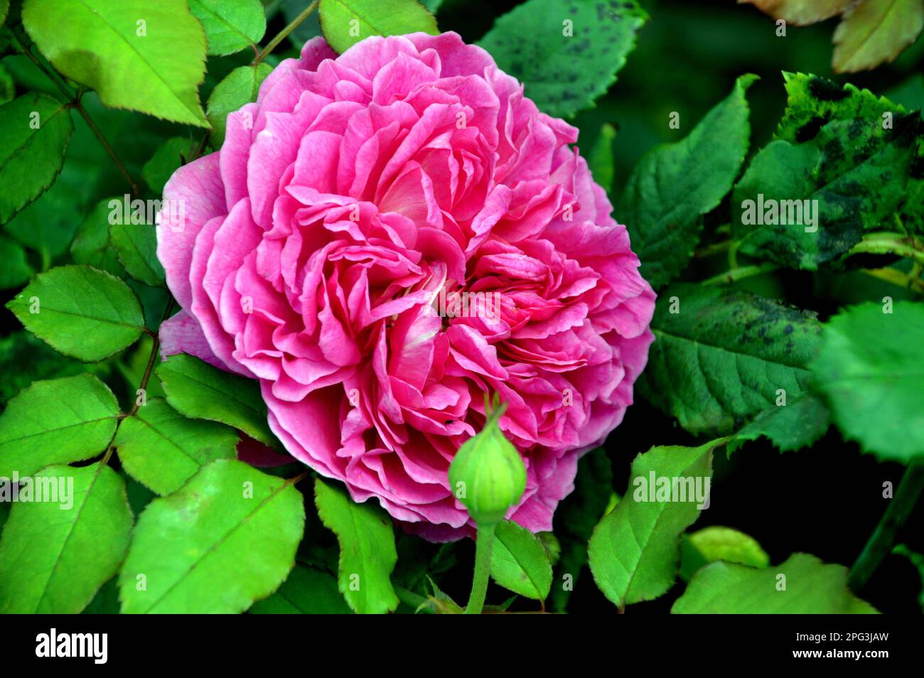 Single Pink David Austin Shrub Rose (Gabriel Oak) Flower grown at RHS ...