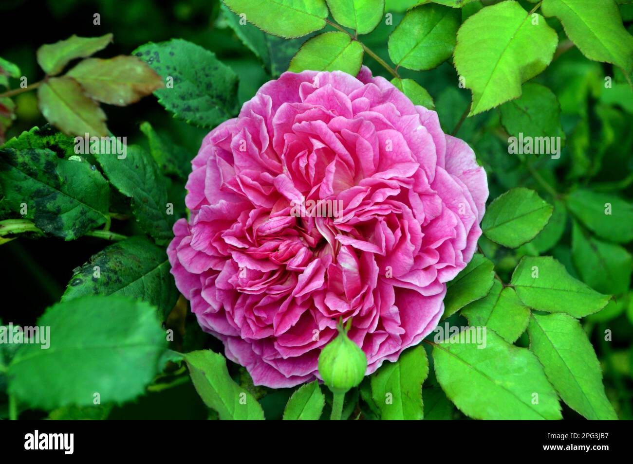 Single Pink David Austin Shrub Rose (Gabriel Oak) Flower grown at RHS ...
