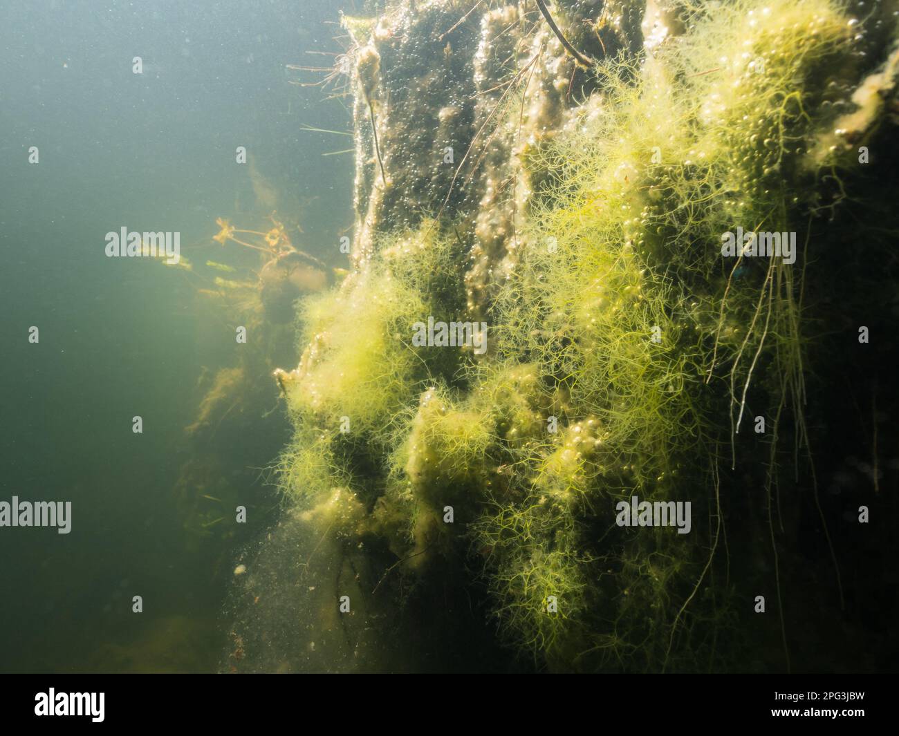 Red algae (Rhodophyta) on peat bank of a bog lake Stock Photo - Alamy