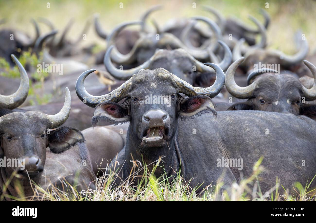 African buffalo lying down hi-res stock photography and images - Alamy