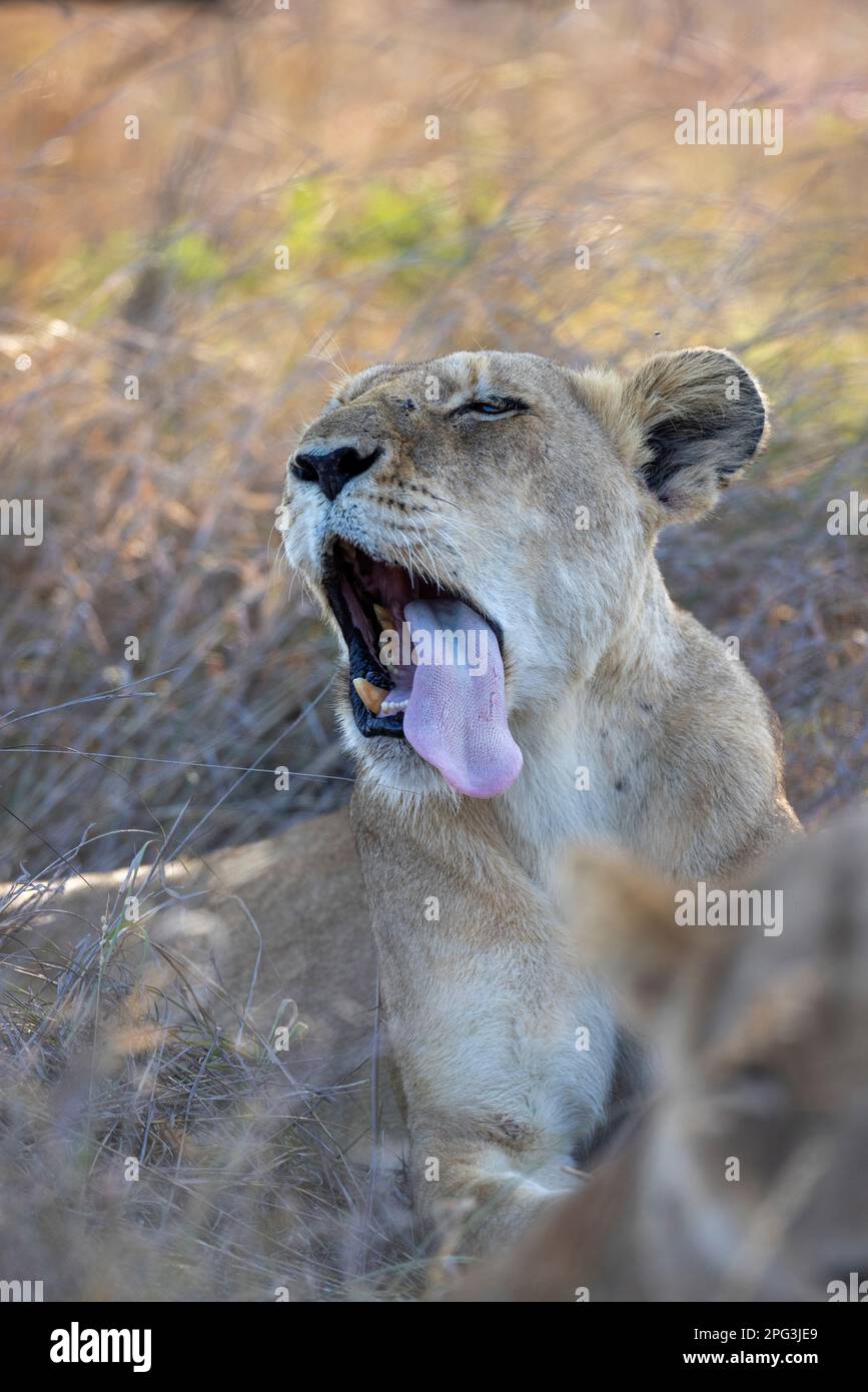 Comical picture of a lioness yawning with tongue lolling to the side ...