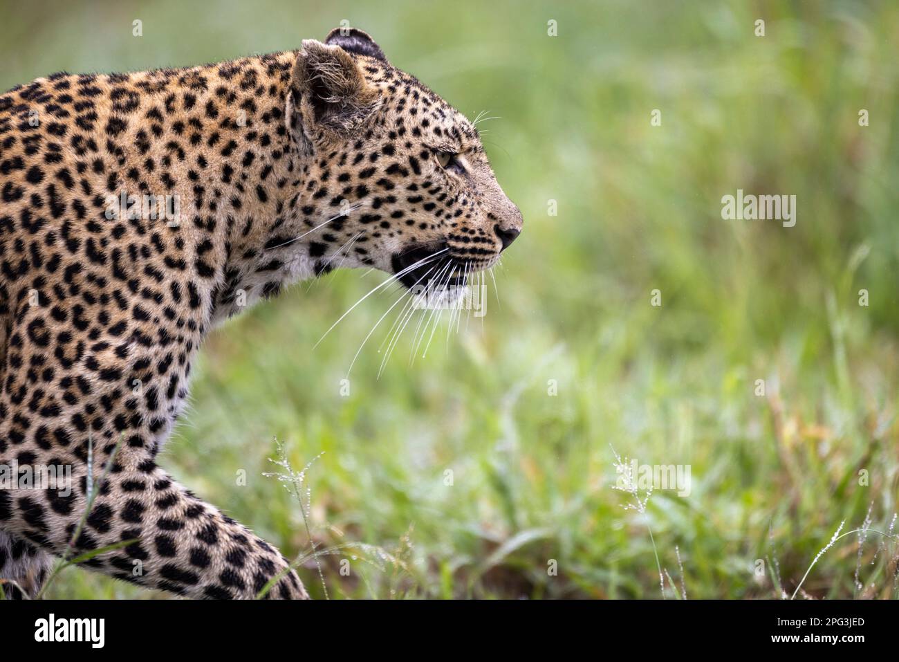 Stock photo tight portrait of a female leopard (Panthera pardus) on the ...