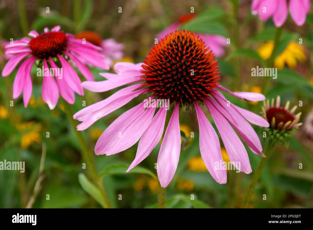Echinacea Purpurea (Purple Coneflower) 'Rudbeckia' Flower grown at RHS ...