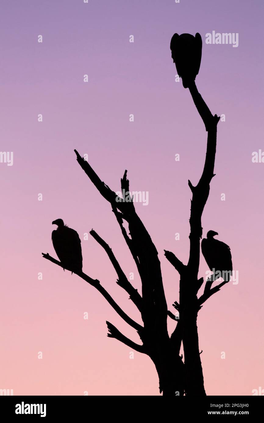 Sunset silhouette of three white-backed vultures roosting in a dead ...