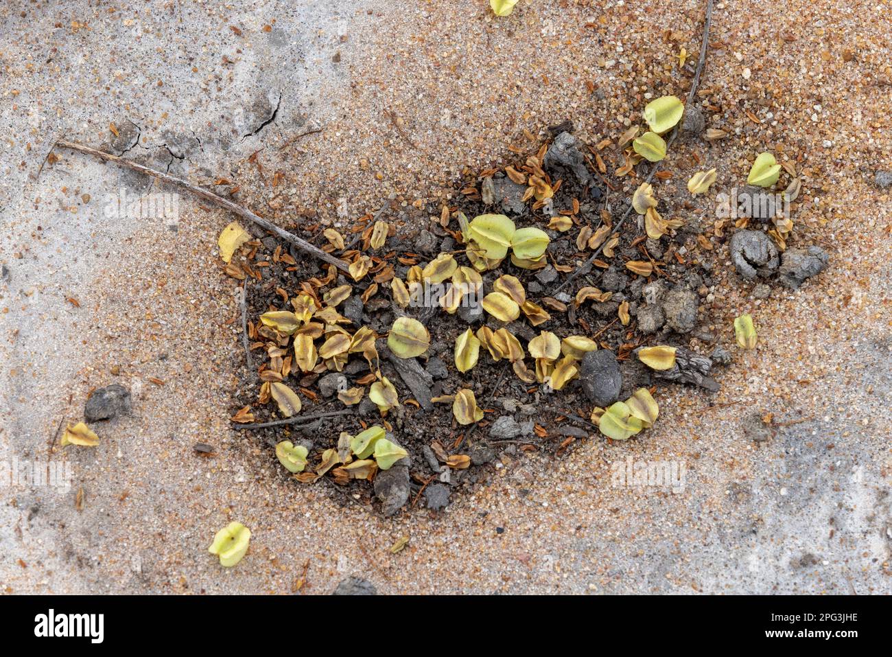 Natural still life with four-winged leadwood seeds (Combretum imberbe ...