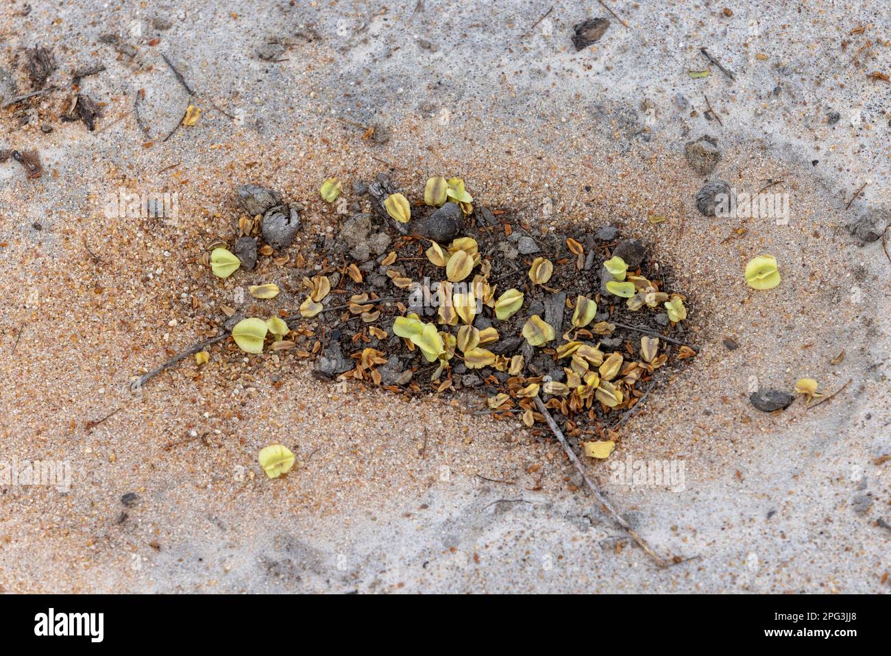 Natural still life with four-winged leadwood seeds (Combretum imberbe ...