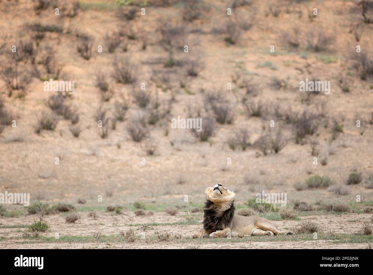 Black-maned male lion shaking his head creating a swirl in his mane ...