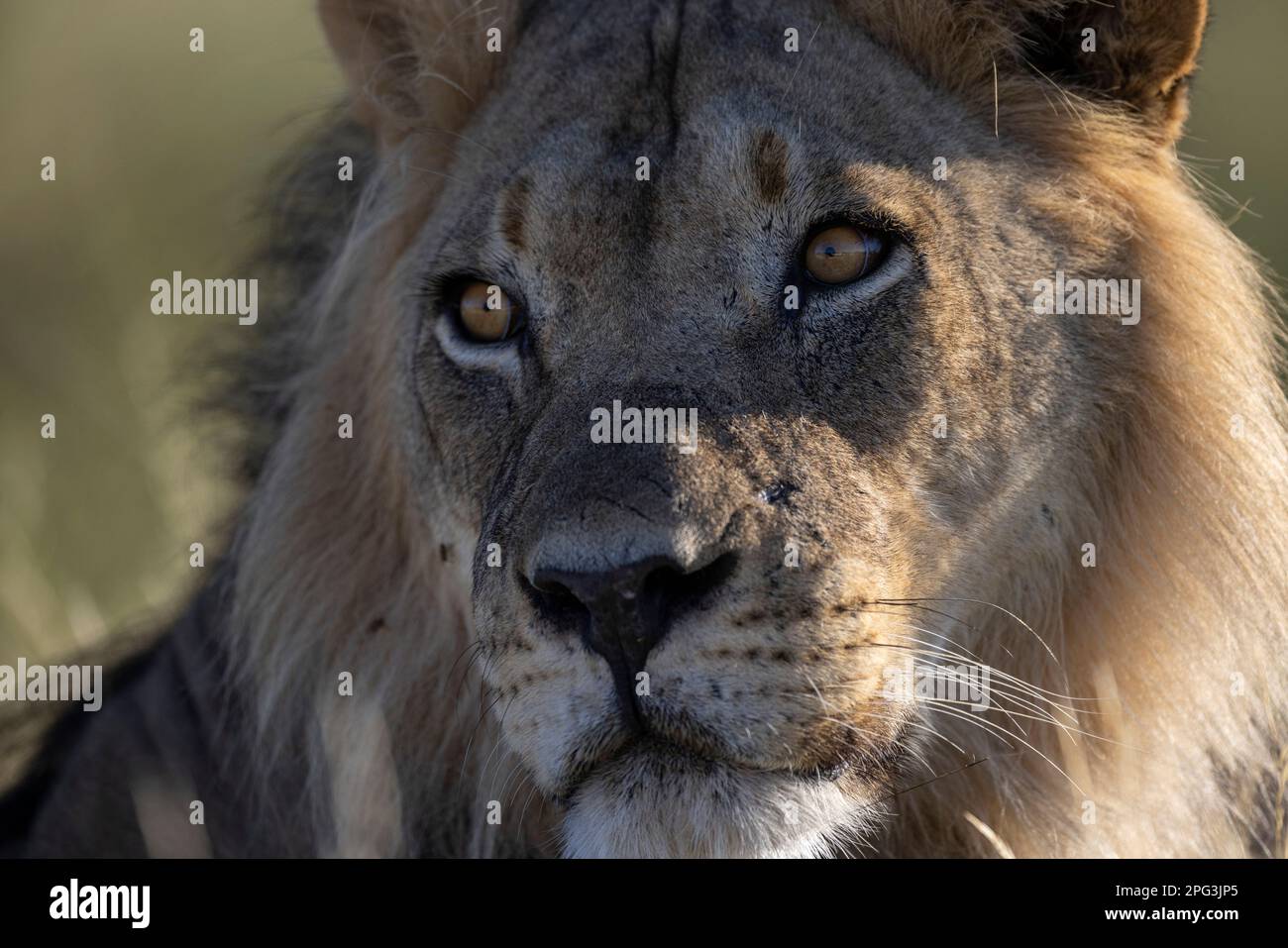 Tight portrait male lion eyes hi-res stock photography and images - Alamy