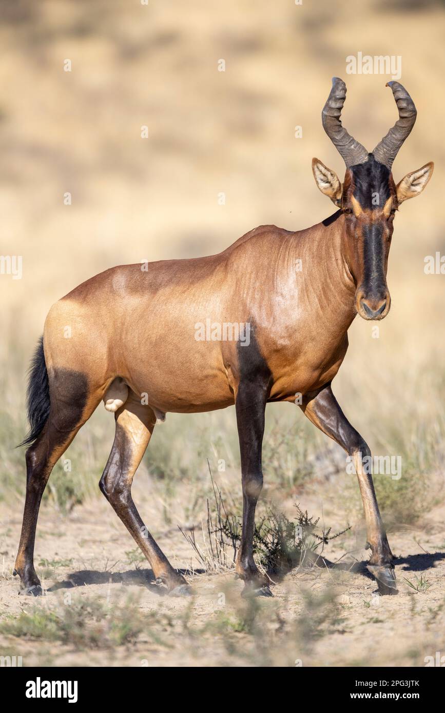 Hartebeest hartebeests africa african hi-res stock photography and ...