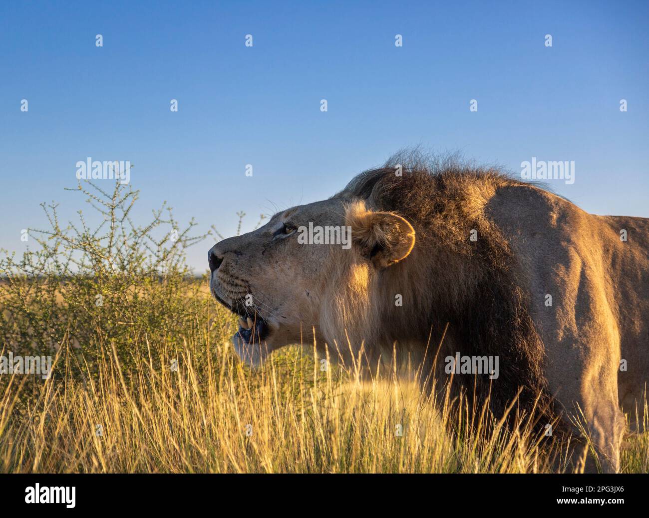 Stock photo of an adult male lion (Panthera leo) calling in the early ...