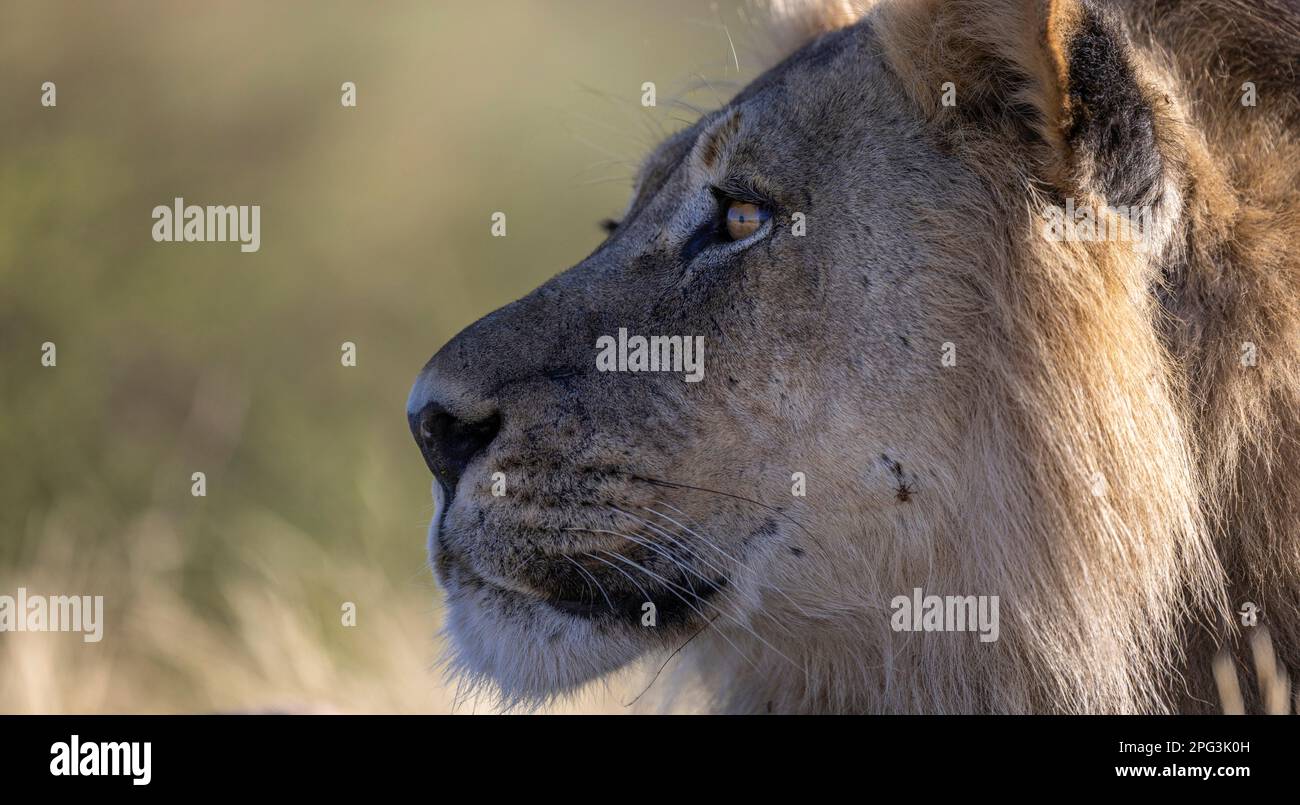 Tight portrait of a male lion staring into the distance Stock Photo - Alamy